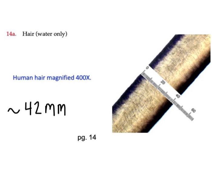 Solved 18 Calibration of the Microscope for use in | Chegg.com