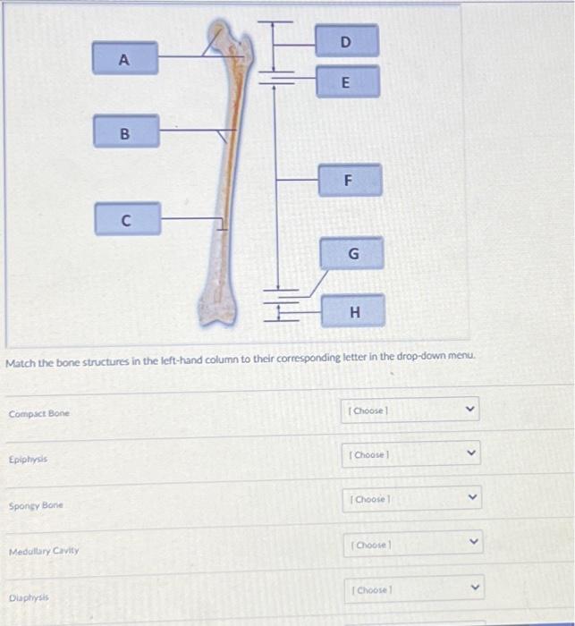 Solved Match the bone structures in the left-hand column to | Chegg.com