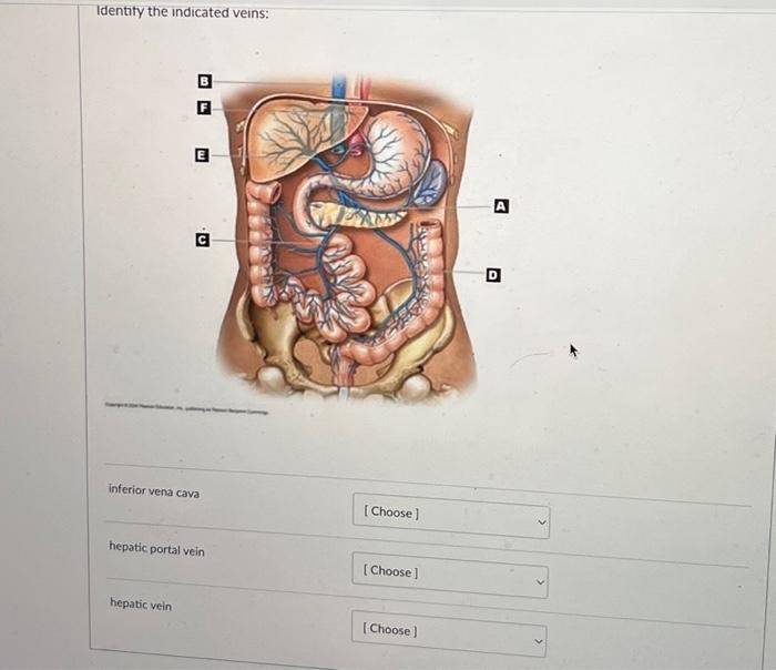 Solved Identify the indicated veins: B F hepatic vein E C | Chegg.com