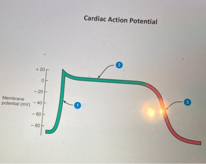 Solved Indicate the stages of a cardiac action potential | Chegg.com