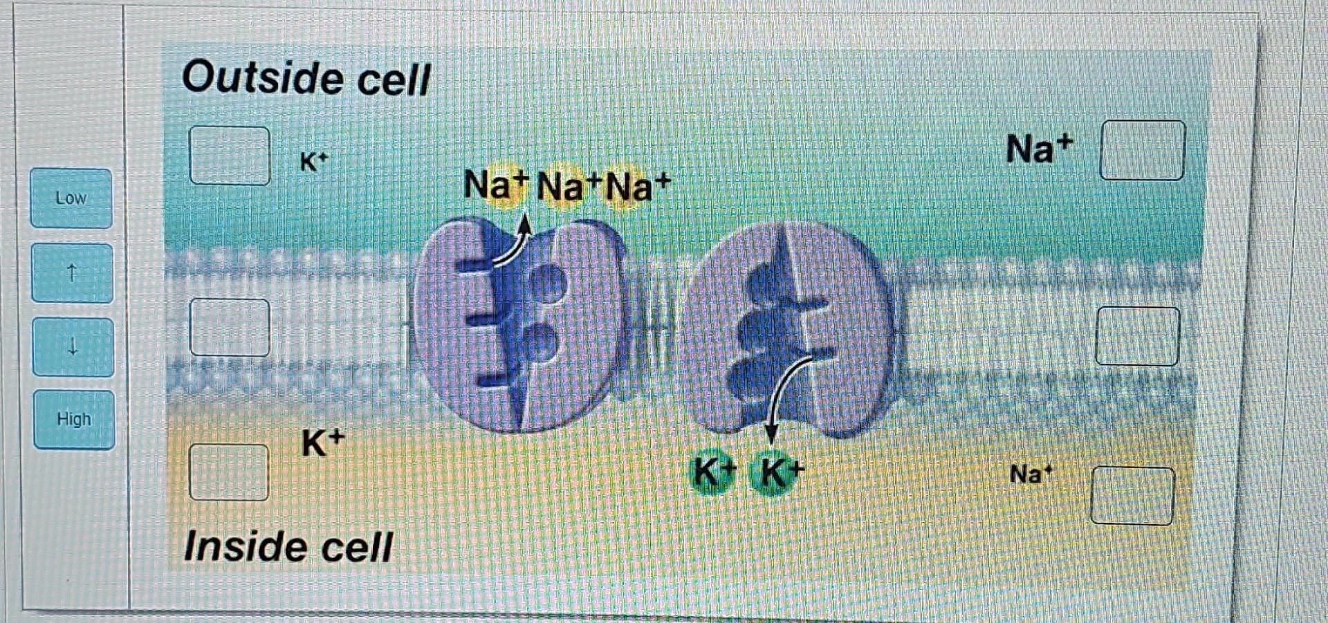 Solved Outside cell | Chegg.com Solved Outside cell | Chegg.com