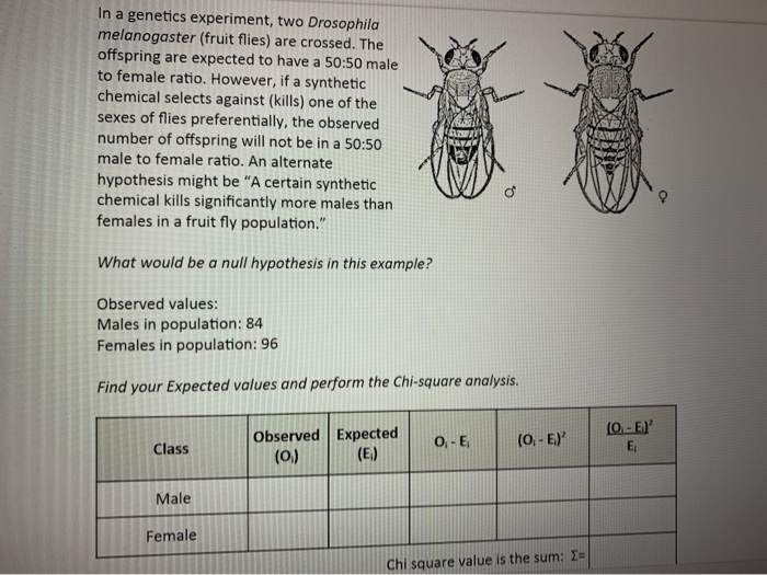 Solved In a genetics experiment, two Drosophila melanogaster | Chegg.com