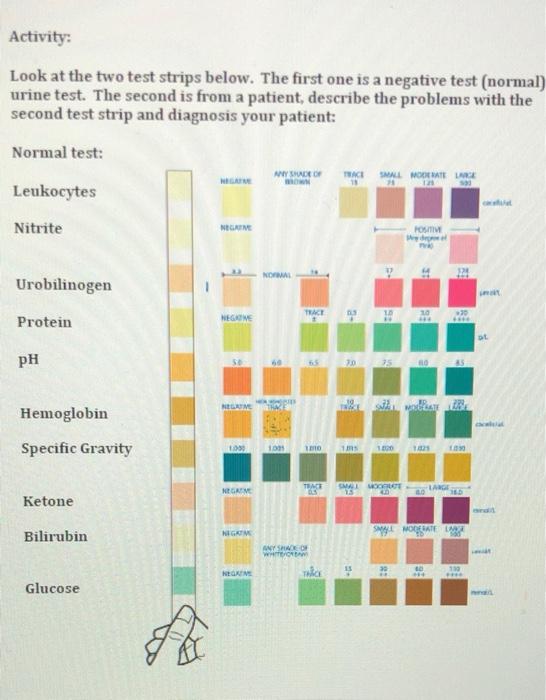 Solved what is seen in the patients urine sample that is | Chegg.com