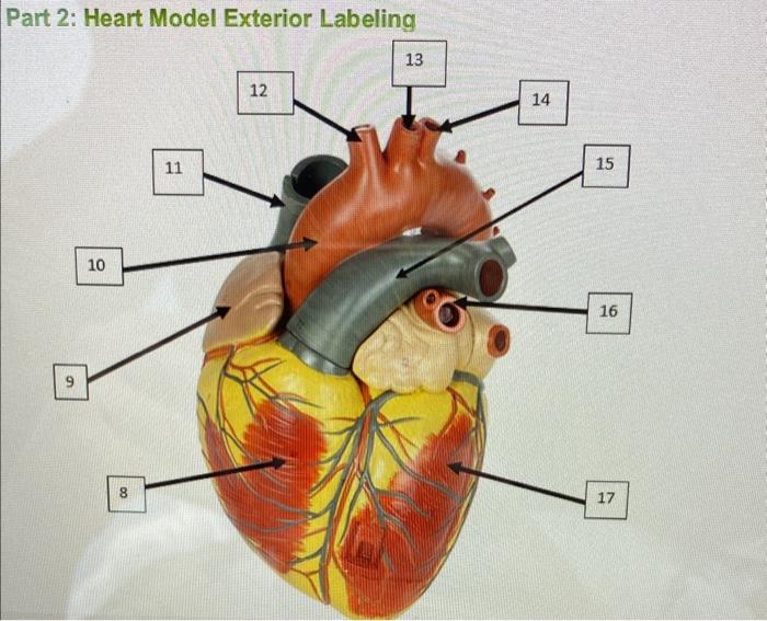 Solved Hart 7: Sneep Heart Exterior Ladeing Use the Heart | Chegg.com