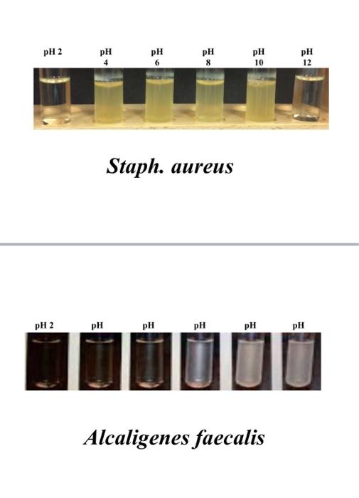 E. coli E. faecalisStaph. aureus Alcaligenes | Chegg.com
