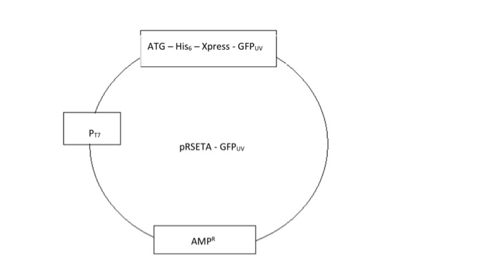 Solved explain pRSETA-GFPuv and how does it function in the | Chegg.com