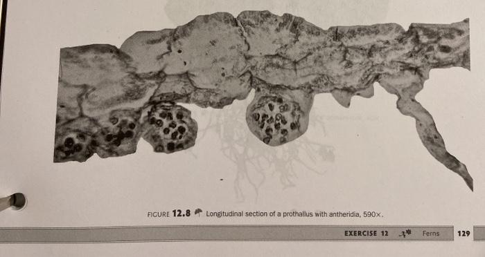Solved FIGURE 12.8 Longitudinal section of a prothallus with | Chegg.com