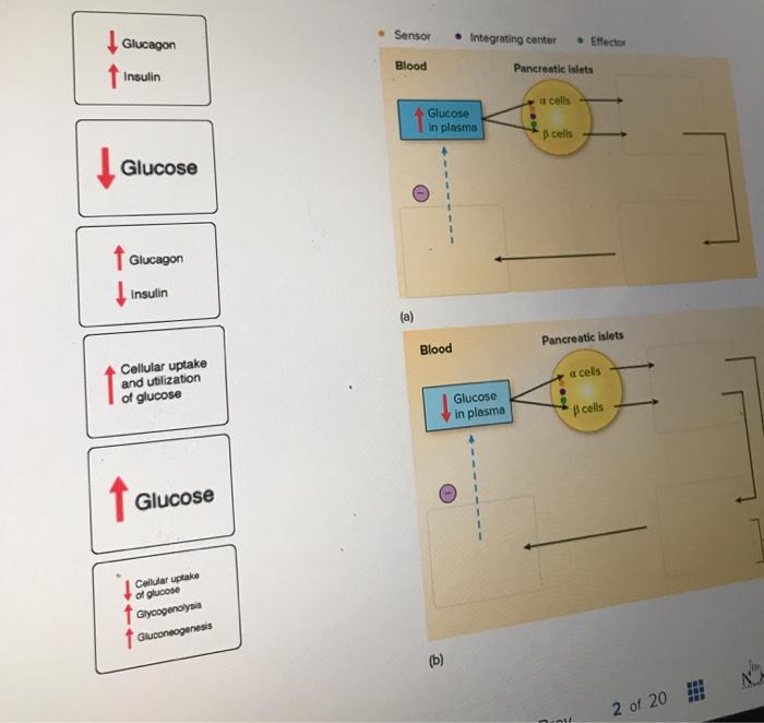 Solved The pancreatic islets secrete two hormones important | Chegg.com