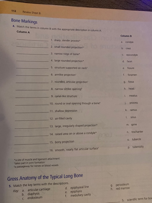 Solved 112 Review Sheet 8 Bone Markings 4. Match the terms | Chegg.com