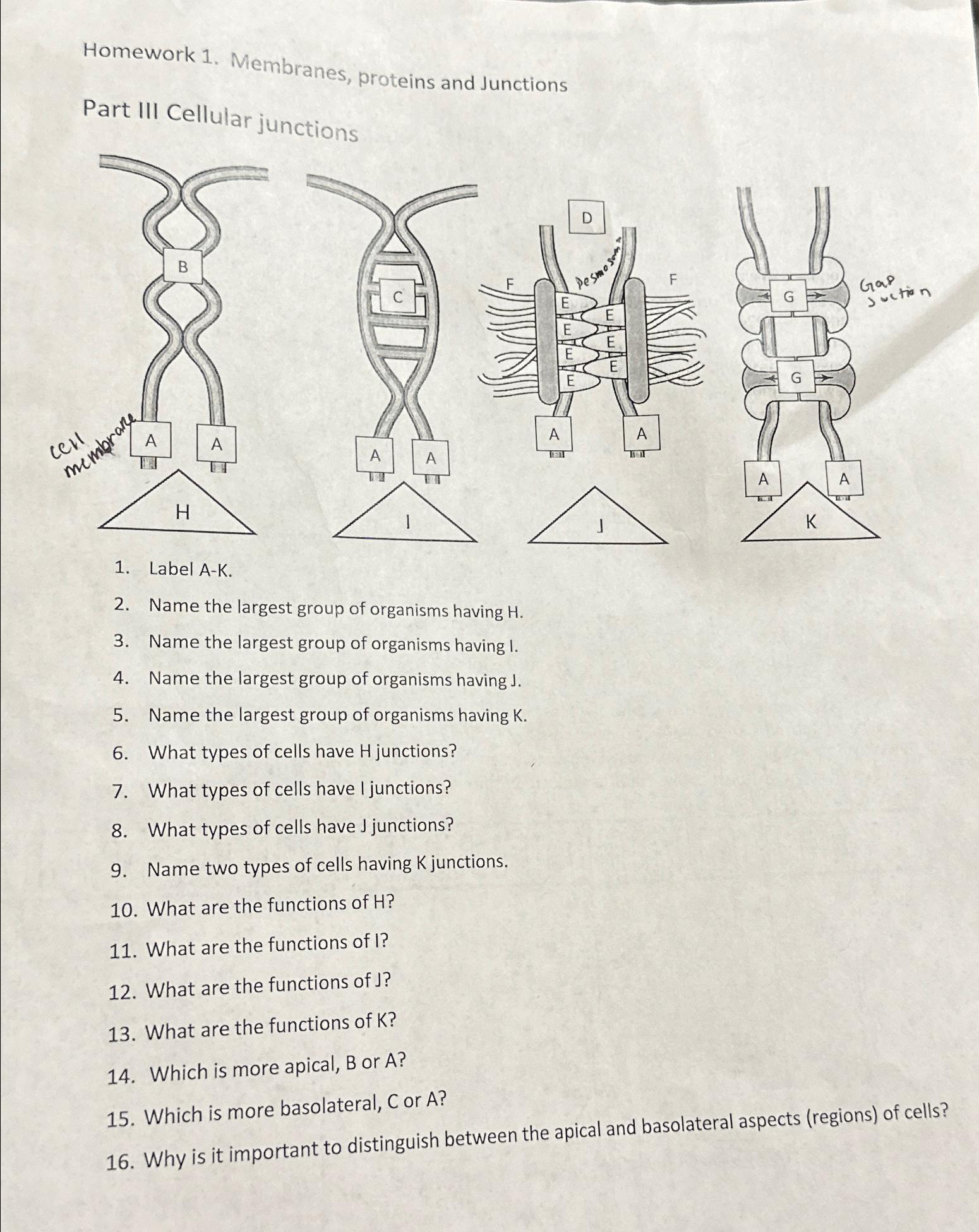 Solved Homework 1. ﻿Membranes, proteins and JunctionsPart | Chegg.com