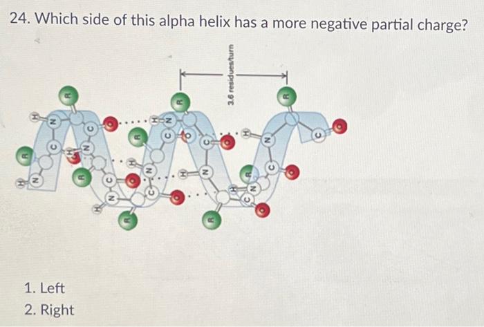 Solved 24. Which side of this alpha helix has a more | Chegg.com