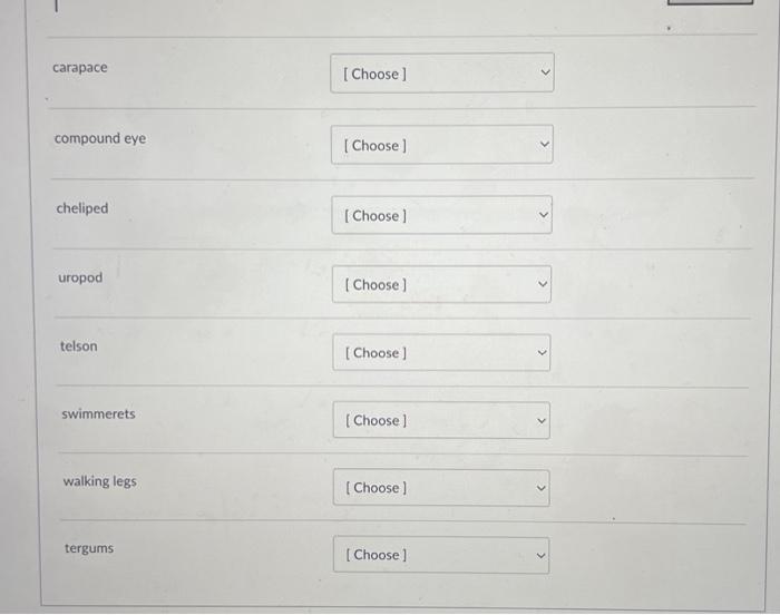 Solved Arthropoda Pancrustacea Crustacea Crayfish, preserved | Chegg.com