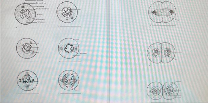 Solved Exercise B: Mitosis in Whitefish Blastula Label as | Chegg.com