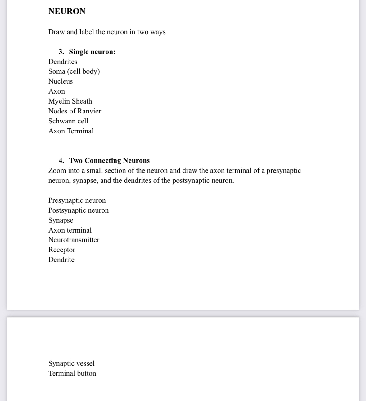 Solved Please draw Single neuron and Two connecting neurons | Chegg.com