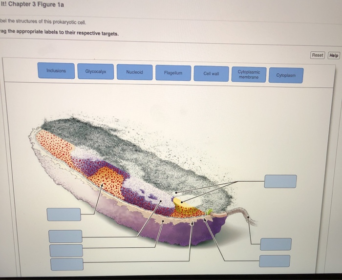 Solved It! Chapter 3 Figure 1a bel the structures of this | Chegg.com