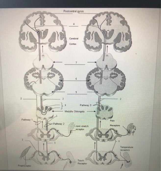 Solved Postcentral gyrus Cerebral Cortex 7 2 Pathway 3 | Chegg.com