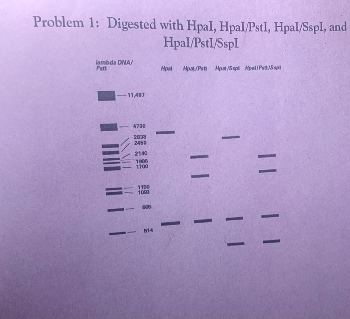 Solved Problem 1: Digested with Hpal, Hpal/Pstl, Hpal/Sspl, | Chegg.com