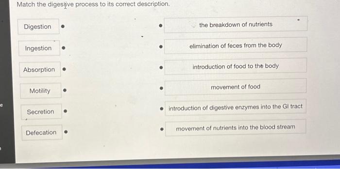 Solved Match the diges ive process to its correct | Chegg.com