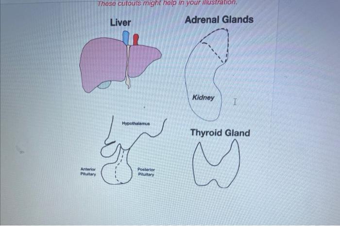 Endocrine System Activation Pathway Modeling | Chegg.com