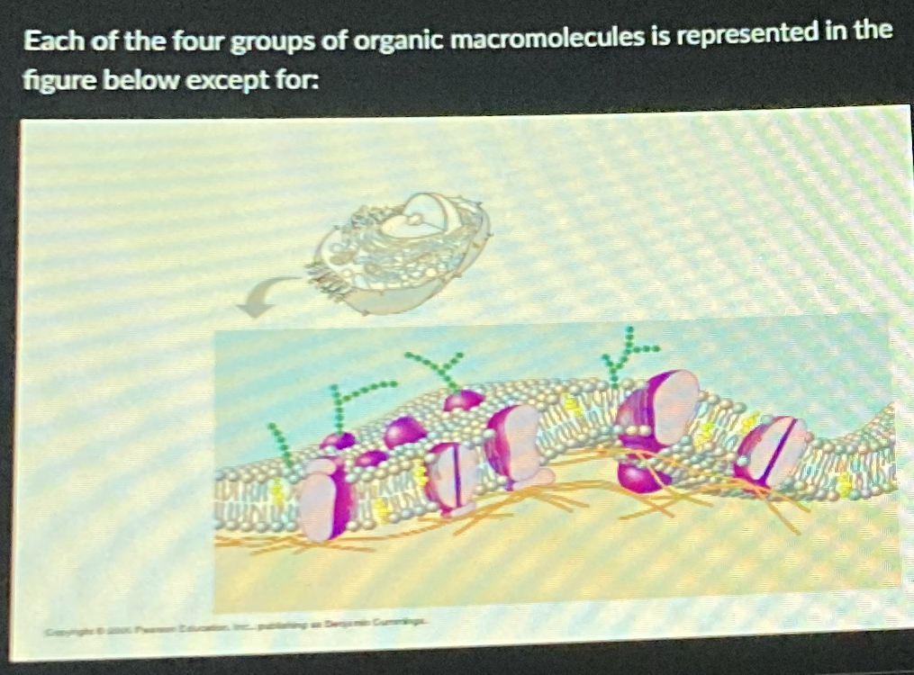 Solved Each of the four groups of organic macromolecules is | Chegg.com
