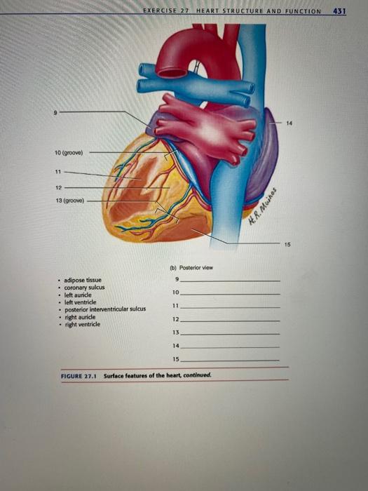 Solved 430 EXERCISE 27 HEART STRUCTURE AND FUNCTION A. | Chegg.com