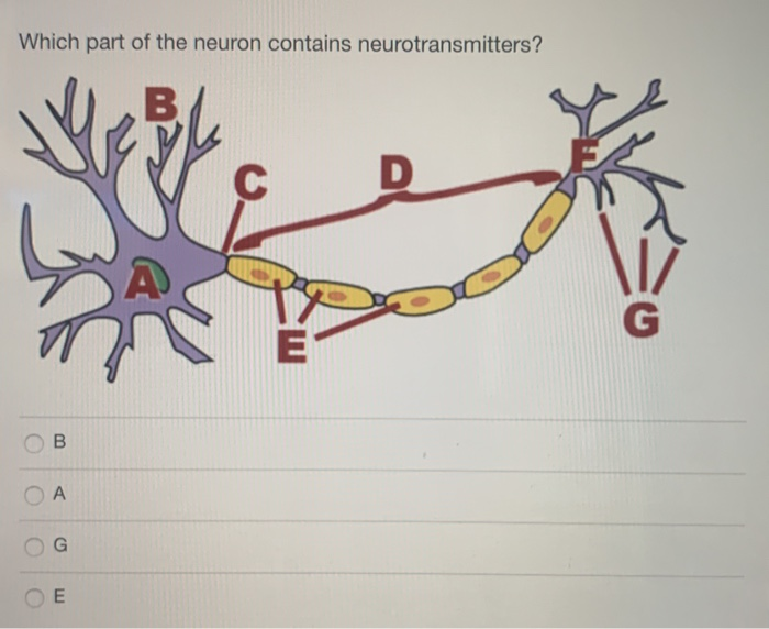 Solved Which part of the neuron contains neurotransmitters? | Chegg.com