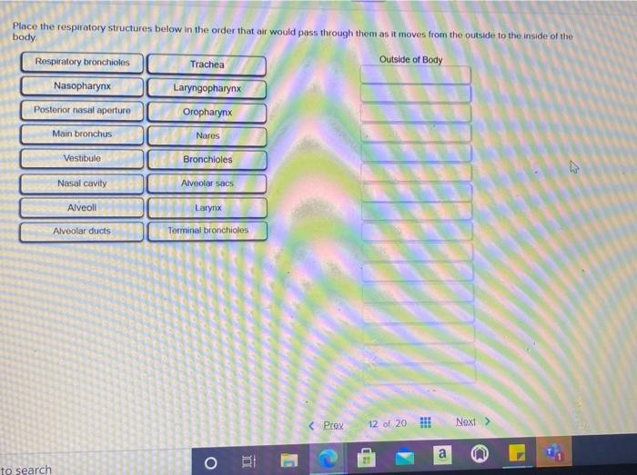 Solved Place the respiratory structures below in the order | Chegg.com