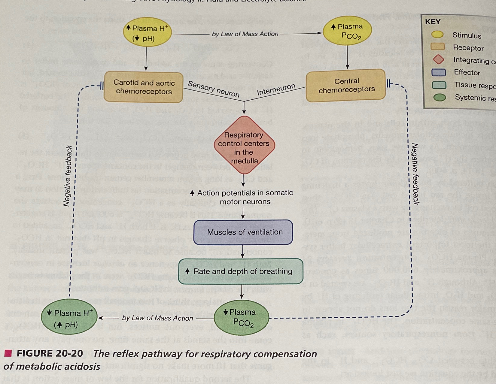 Solved Using 20.20 ﻿explain the respiratory response to | Chegg.com