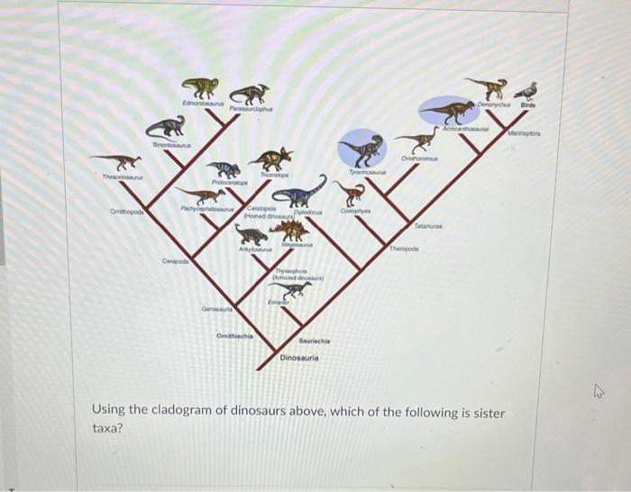 Solved Using the cladogram of dinosaurs above, which of the | Chegg.com