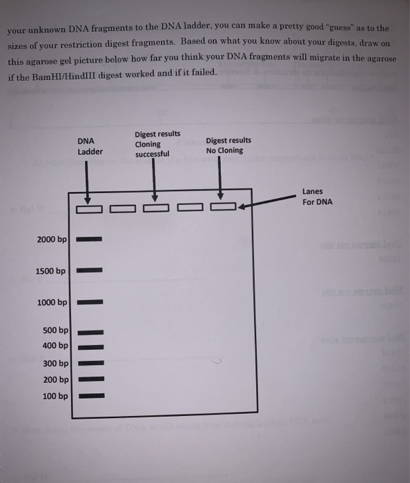 Solved below is a map for the plasmid PUC 19 uses map and | Chegg.com