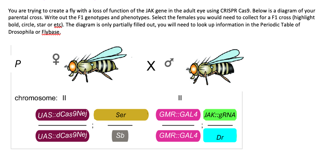 Solved You are trying to create a fly with a loss of | Chegg.com