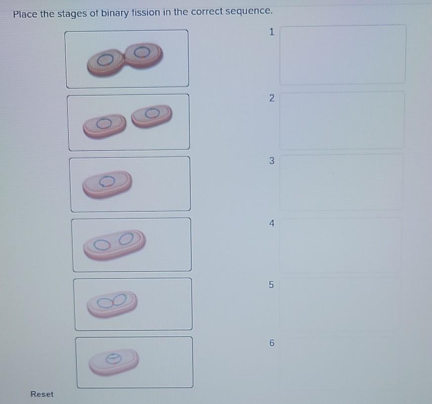 Solved Place the stages of binary fission in the correct | Chegg.com