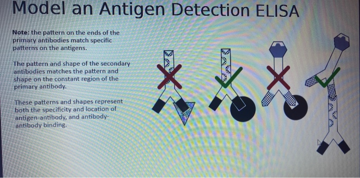 Model an Antigen Detection ELISA Note: the pattern on | Chegg.com