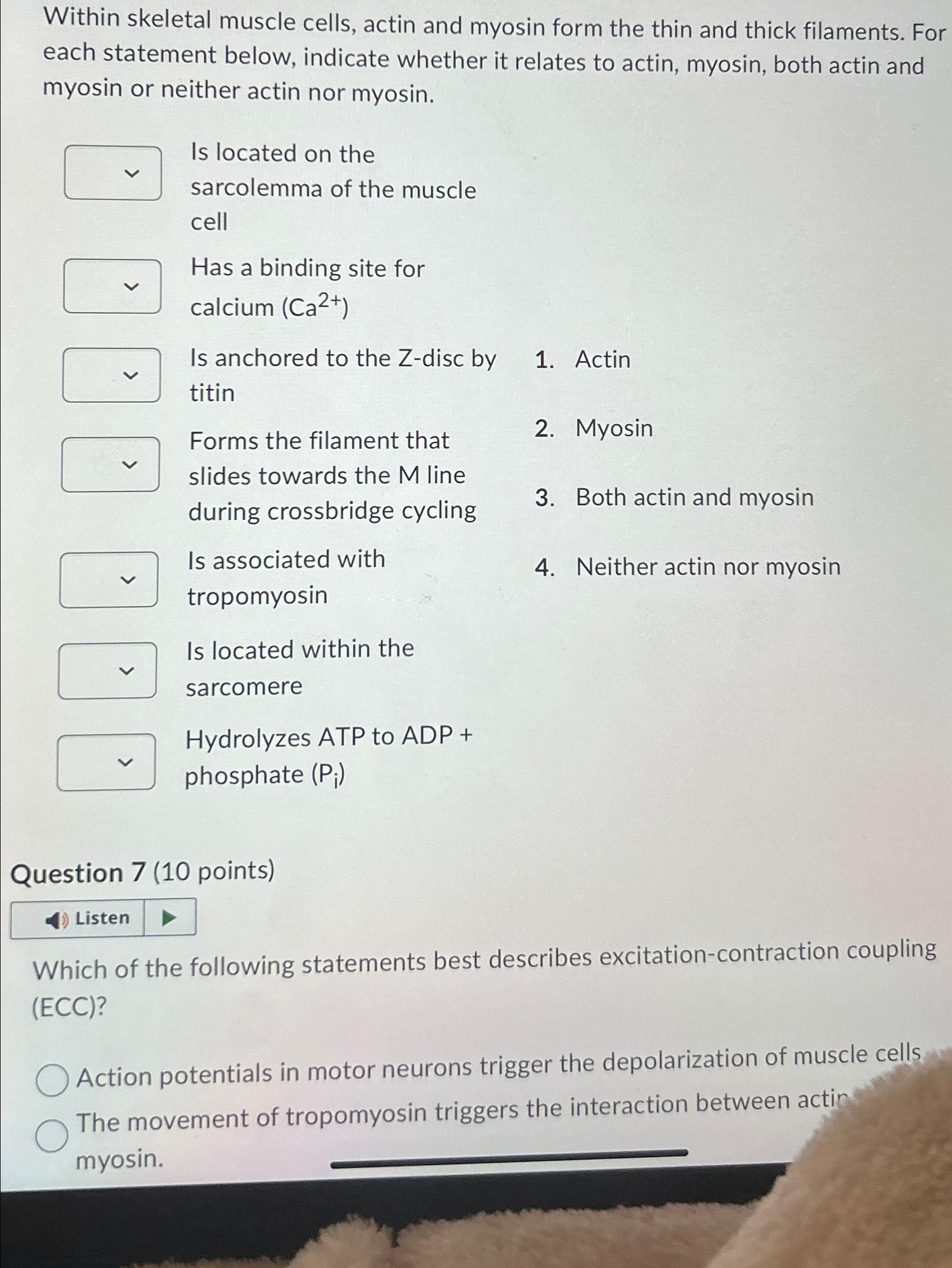 Solved Within skeletal muscle cells, actin and myosin form | Chegg.com