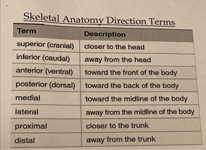 Solved Skeletal Anatomy Direction Terms | Chegg.com