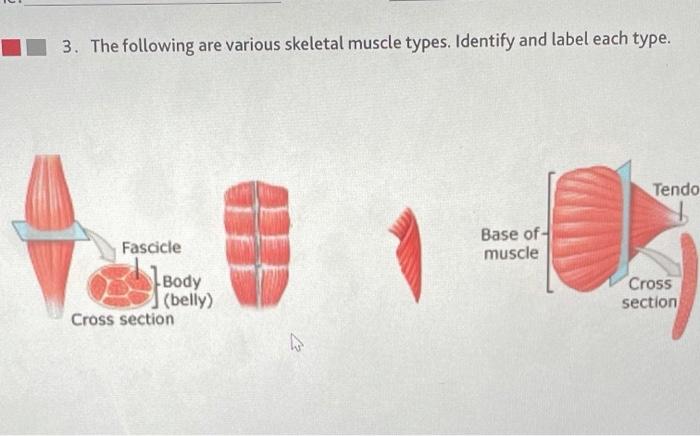 Solved 3. The following are various skeletal muscle types. | Chegg.com