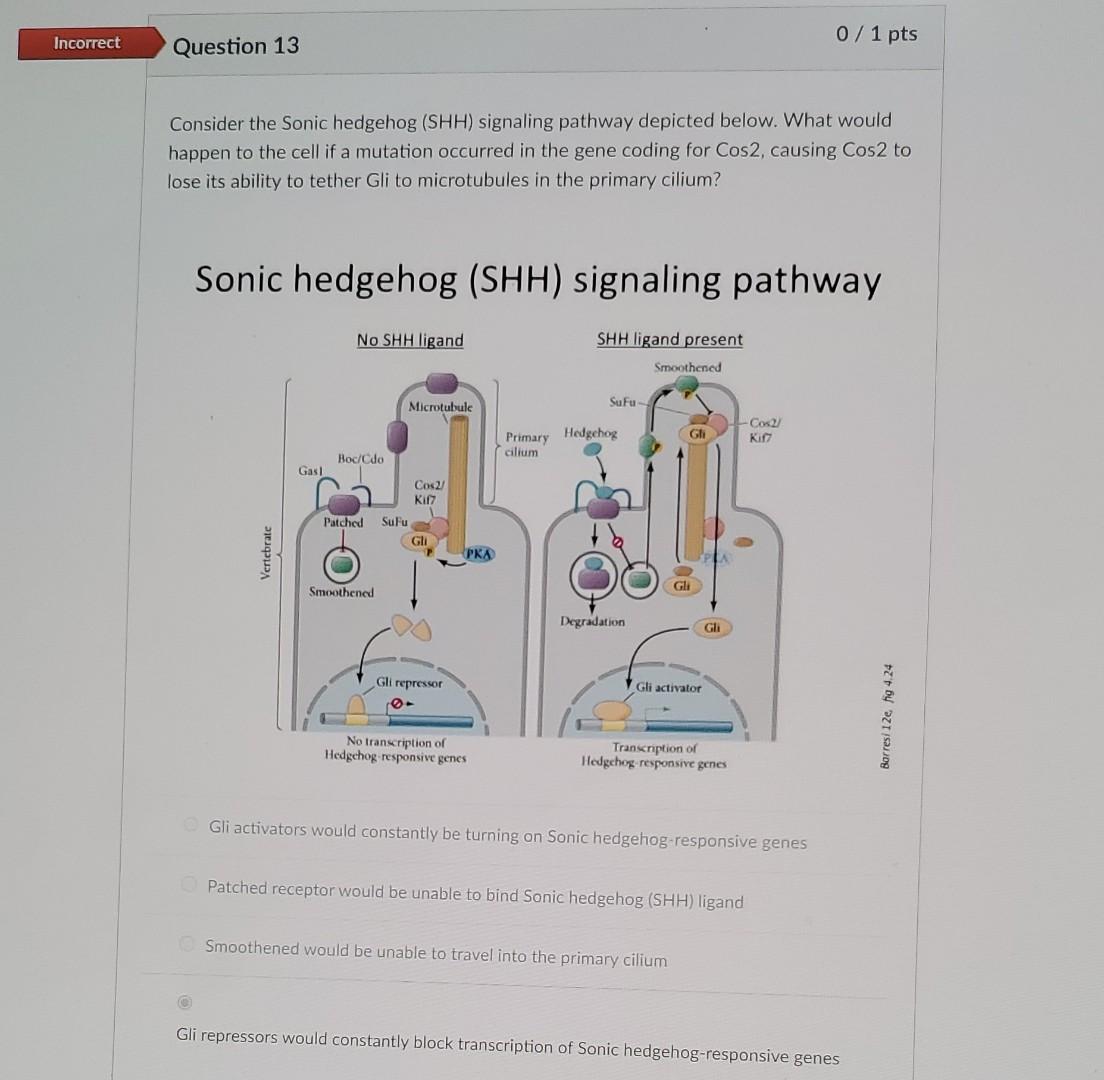 Solved Consider the Sonic hedgehog (SHH) signaling pathway | Chegg.com