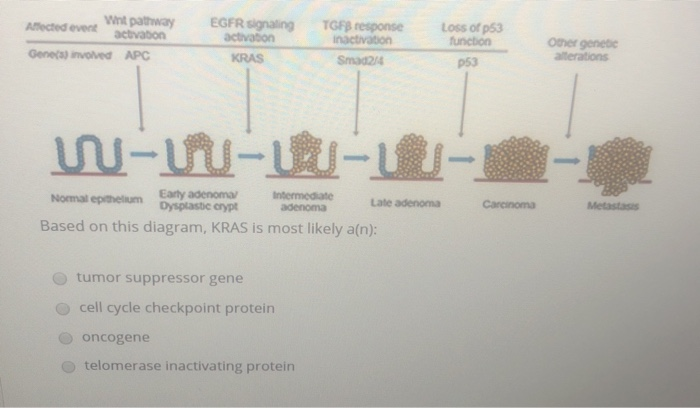 Solved Wint pathway Allected event activabon Gene(s) | Chegg.com