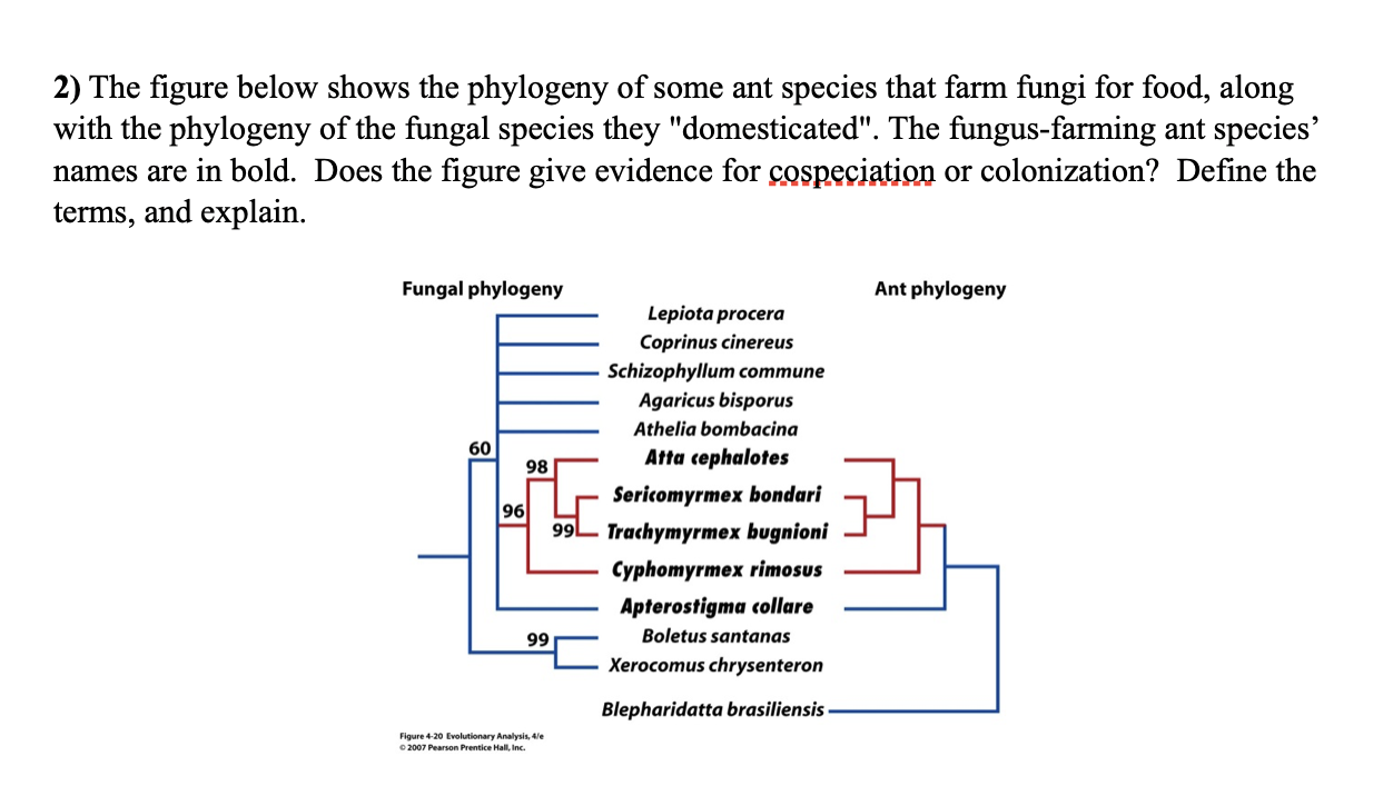 Solved The figure below shows the phylogeny of some ant | Chegg.com