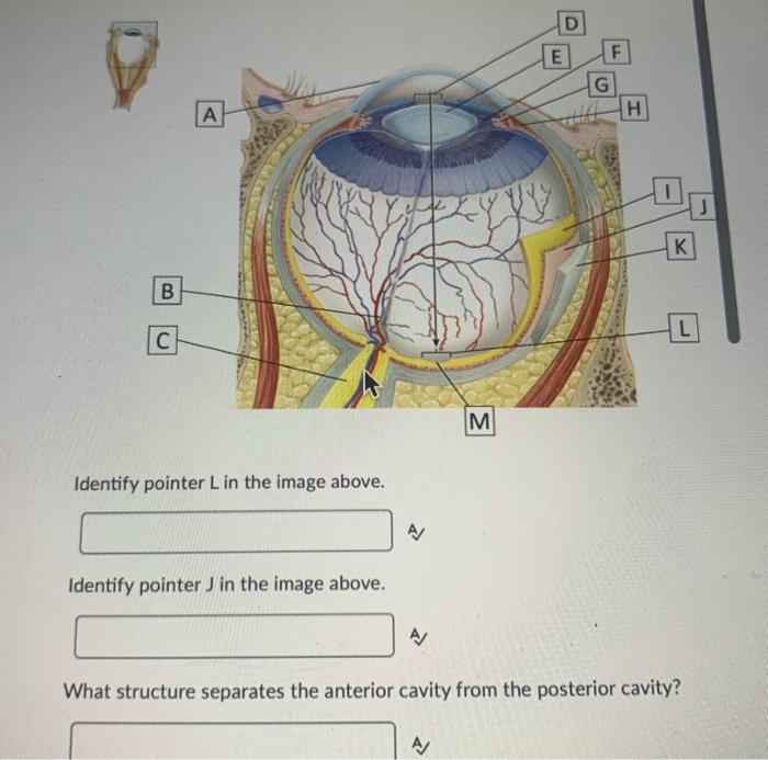 Solved E F F G A H K B L C M M Identify pointer Lin the | Chegg.com