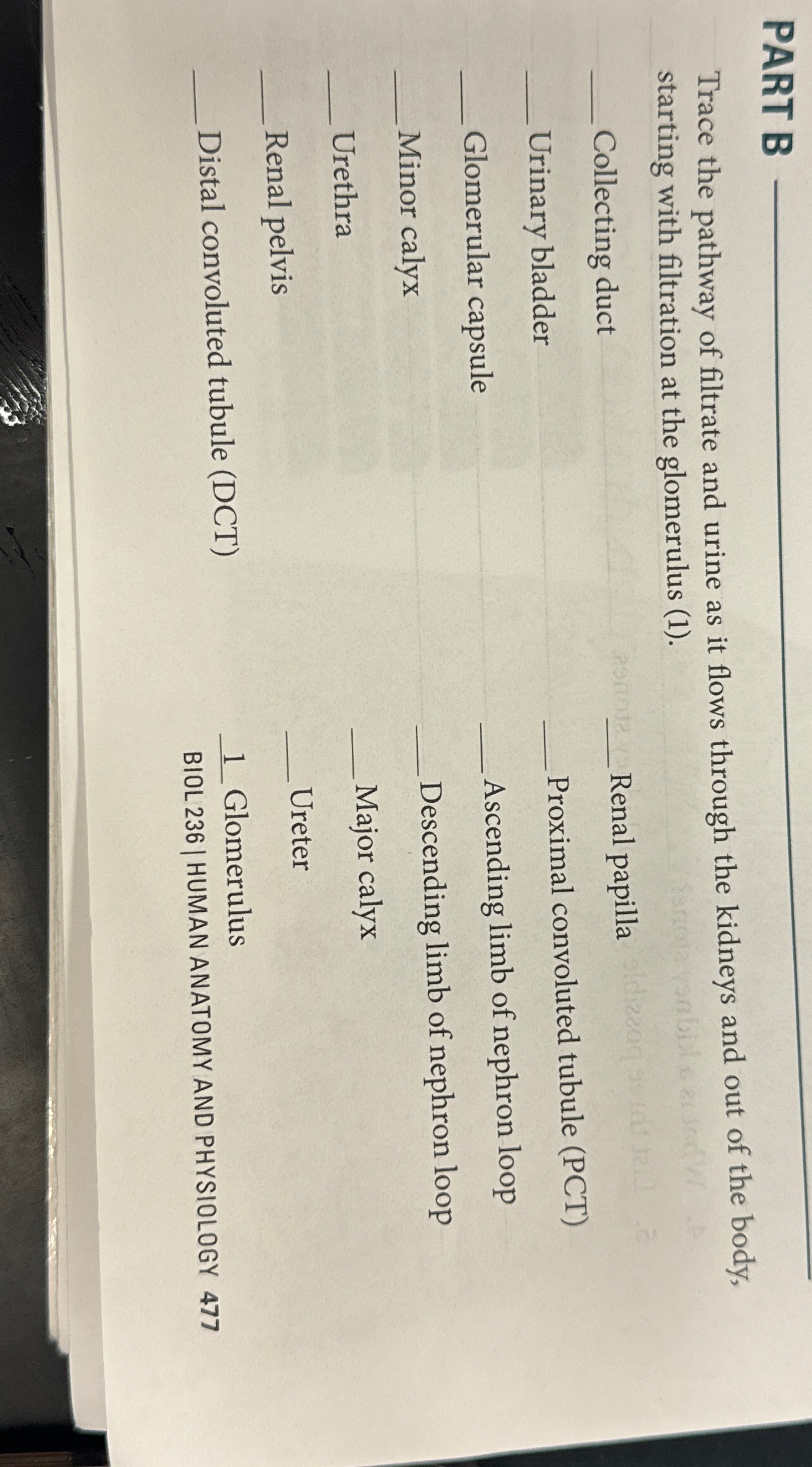 Solved PART B q,Trace the pathway of filtrate and urine as | Chegg.com