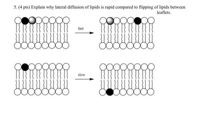 Solved 5. (4 pts) Explain why lateral diffusion of lipids is | Chegg.com