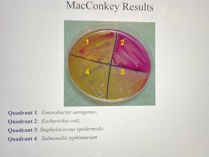 Macconkey Agar Enterobacter Aerogenes