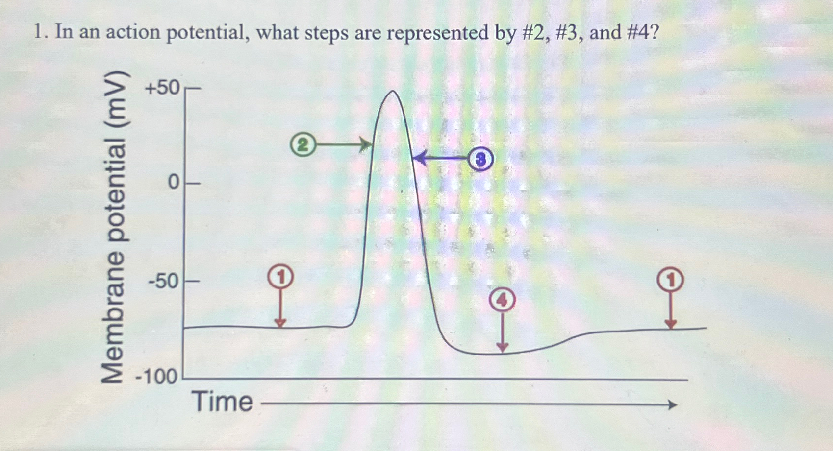 Solved In an action potential, what steps are represented by | Chegg.com