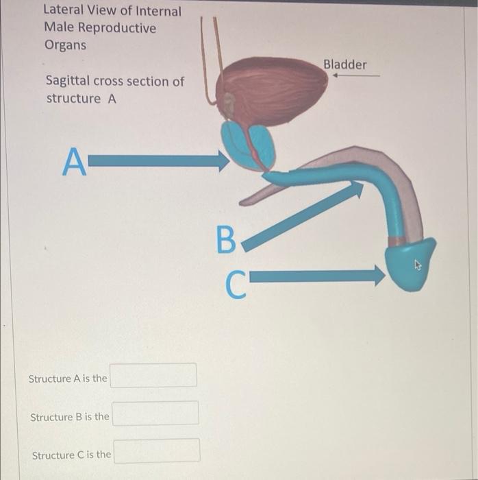 Solved Lateral View of Internal Male Reproductive Organs | Chegg.com