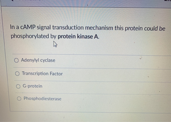 Solved In a cAMP signal transduction mechanism this protein | Chegg.com