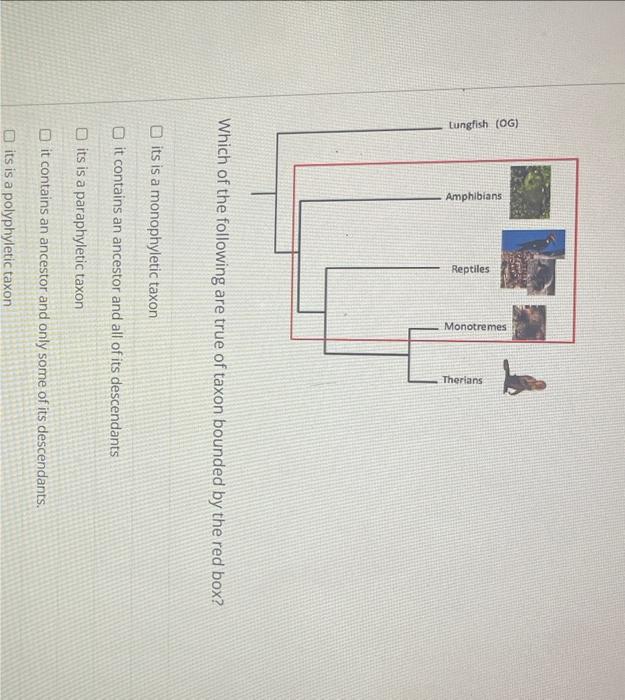 Solved Which of the following are true of taxon bounded by | Chegg.com