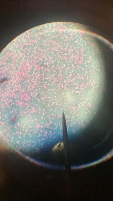 Solved can you help me identify the unknown bacteria using | Chegg.com