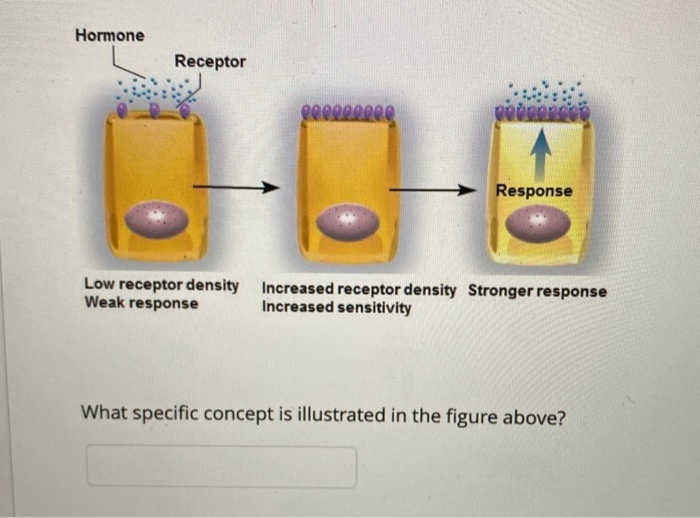 Solved Hormone Receptor Response Low receptor density | Chegg.com