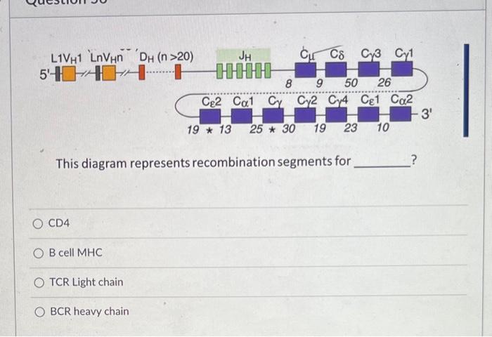 Solved A minority of T cells, approximately 10% TCR | Chegg.com